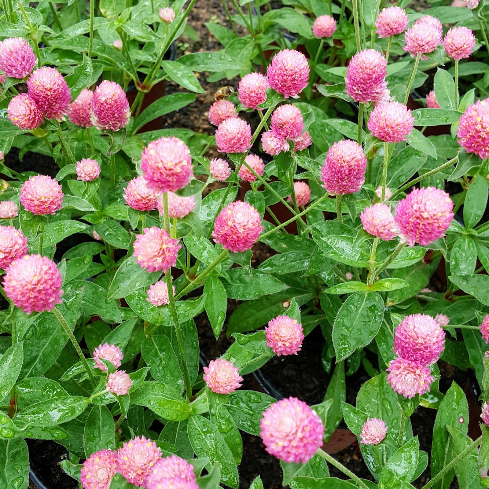 "Verdade//aspas" : 👪 Amaranthaceae (Gomphrena globosa 'Las Vegas Mix')