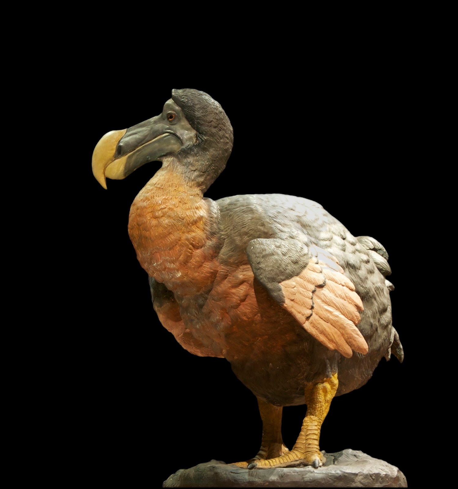 EL DODO: Raphus cucullatus