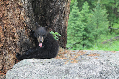 mkadventures: We live in the "BEARmuda Triangle"