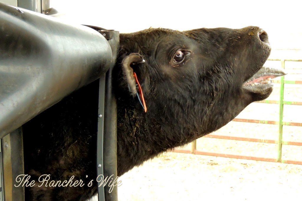 How to Fertility and Disease Test Bulls - The Idaho Rancher's Wife