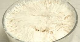 Fermentasi Adonan Roti | Insurance WCest