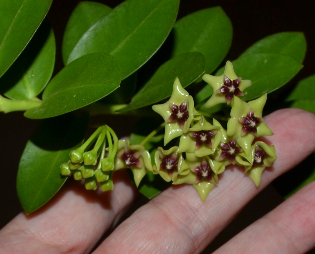 Blog de Manuela: Hoya cummingiana