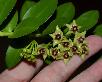 Blog de Manuela: Hoya cummingiana