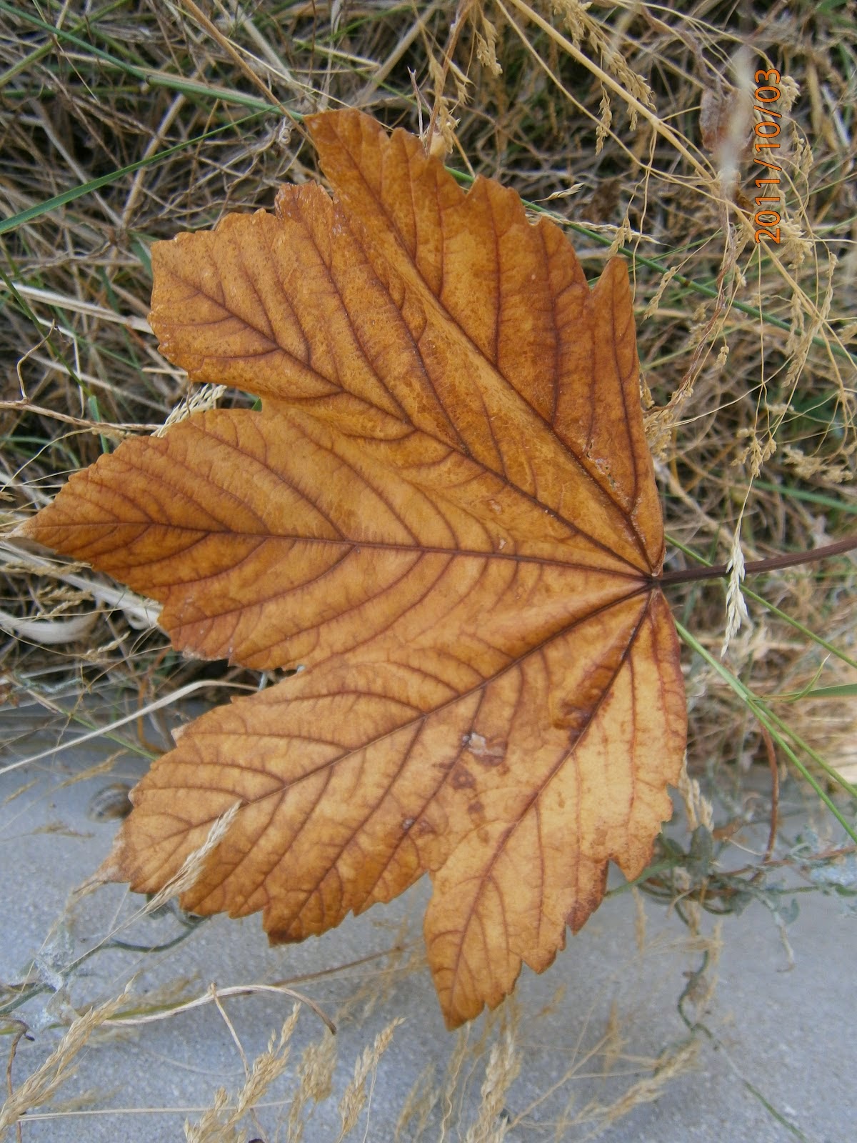 JORNAL R 7ª: Folha seca