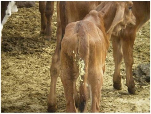 PRODUÇÃO DE RUMINANTES 2017: CINCO PRINCIPAIS DOENÇAS EM BEZERROS LACTANTES