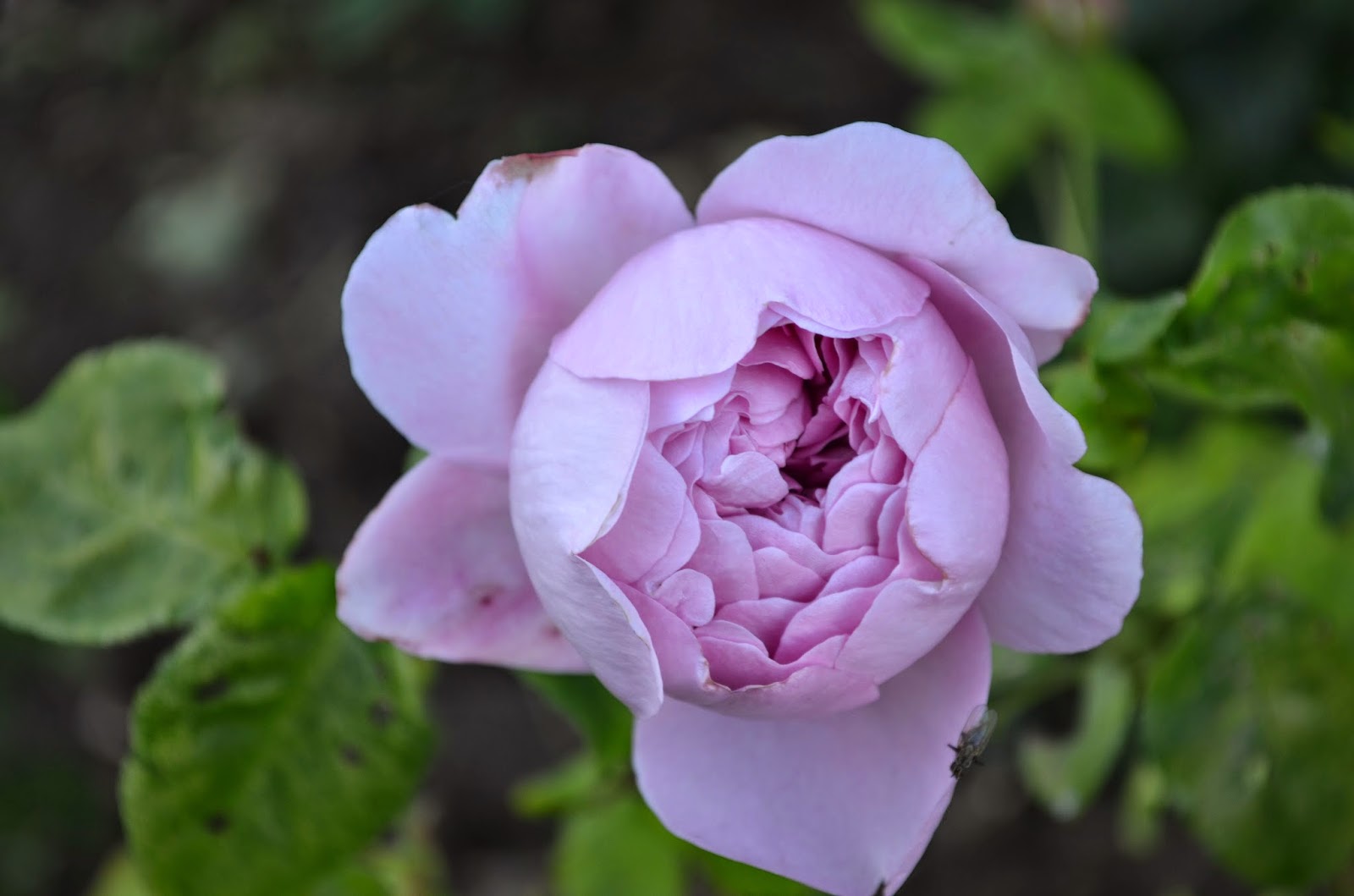 Bonderosen: Engelske roser