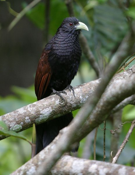 Sri Lankan Endemic Birds: Lanka Bata Etikukula - The Green Billed ...