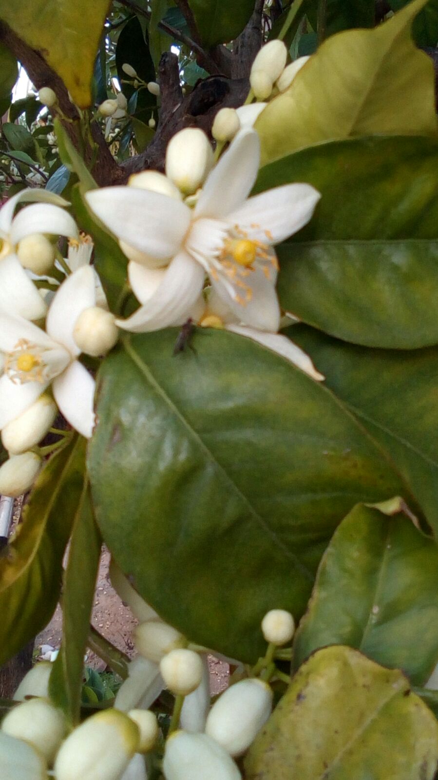 BIOLOGÍA Y GEOLOGÍA 1ºESO : Flor del naranjo