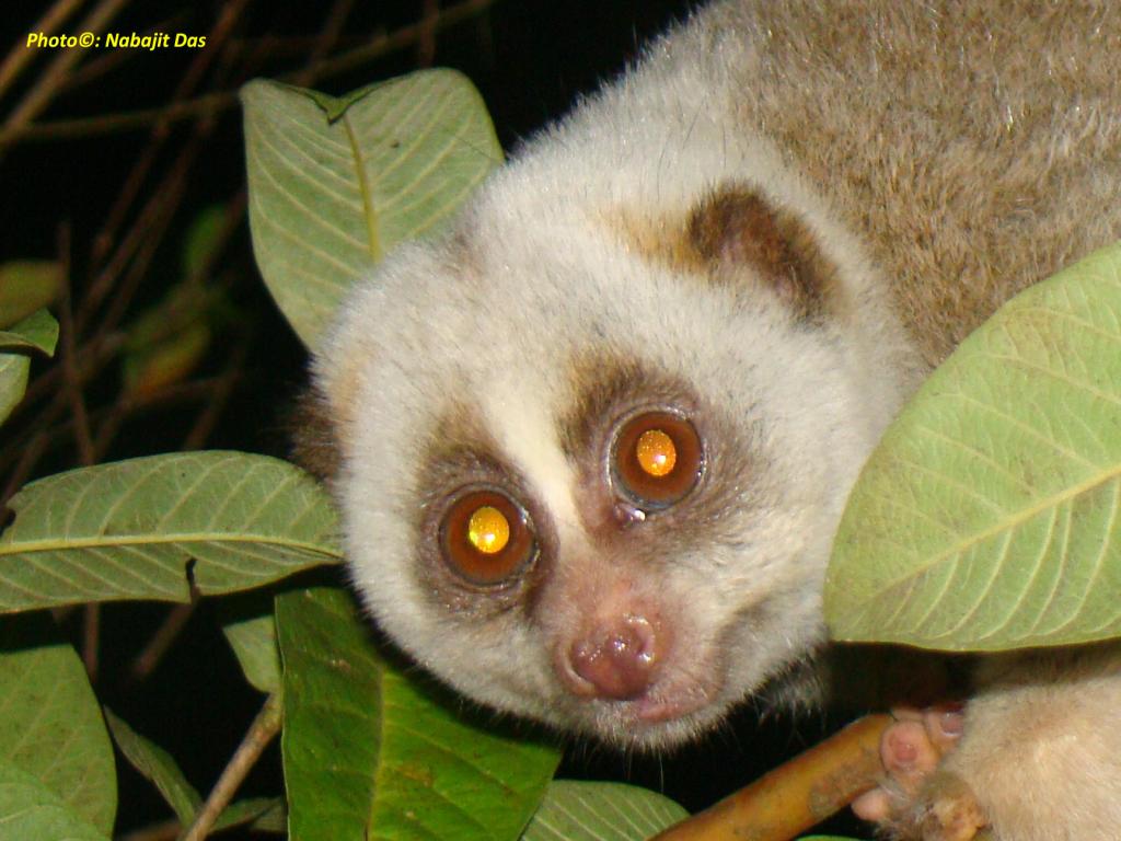 50+ Inspirasi Paling Baru Gambar Hewan Kukang