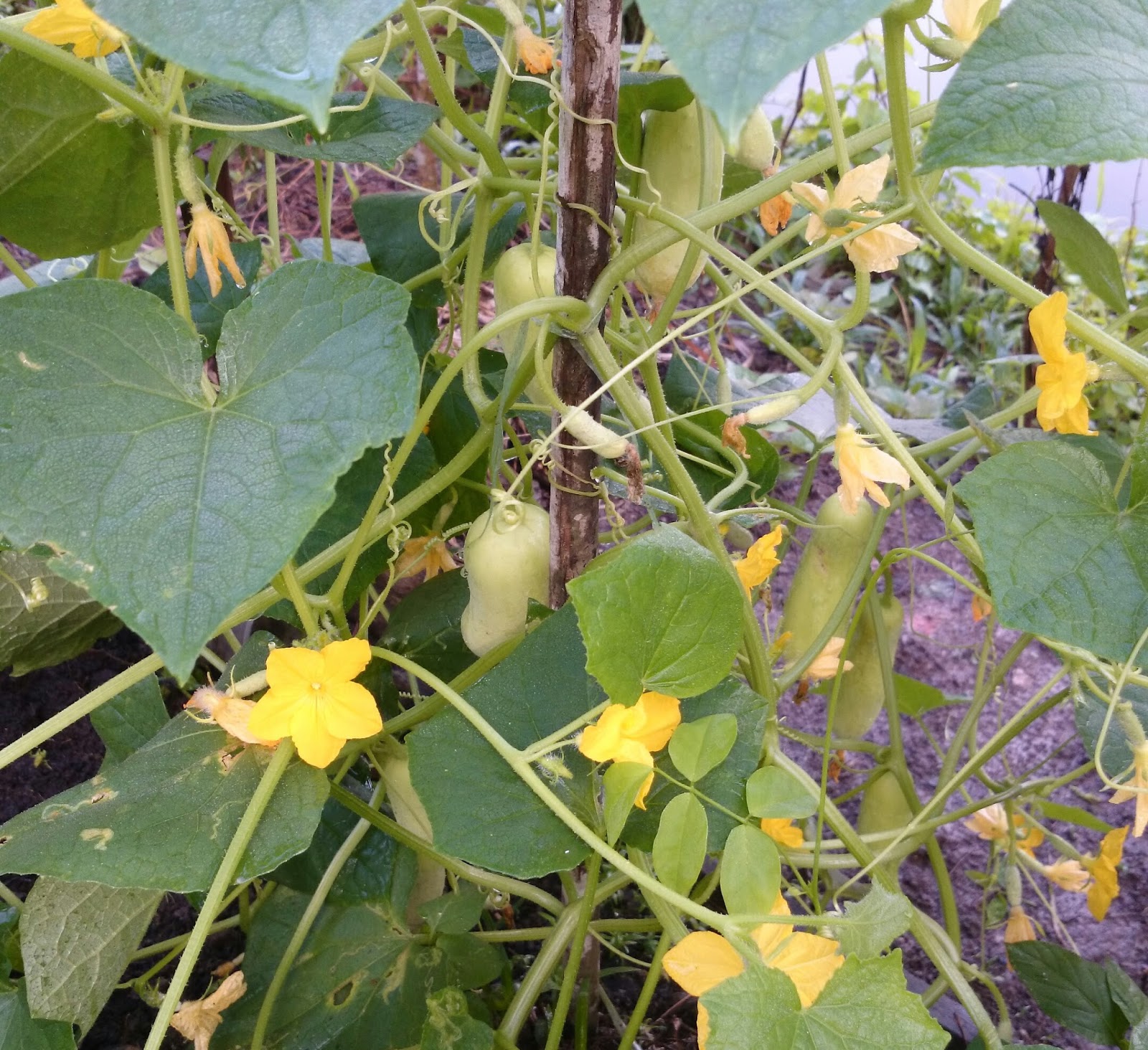 cara bertani : TUAIAN TIMUN MINI DI KBR BULAN NOVEMBER