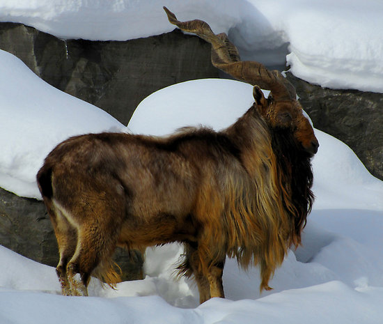 Wild Life and National Parks in Pakistan: Markhor | Big Goat