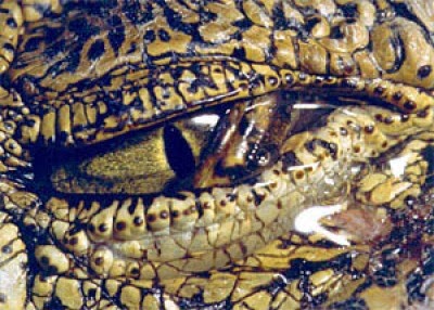 MUY INTERESANTE SPAIN: ¿POR QUÉ LLORAN CIERTOS ANIMALES?