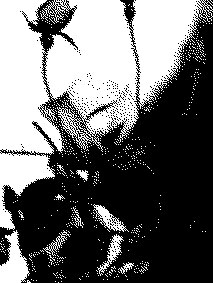 Screenprinting Halftones and CMYK