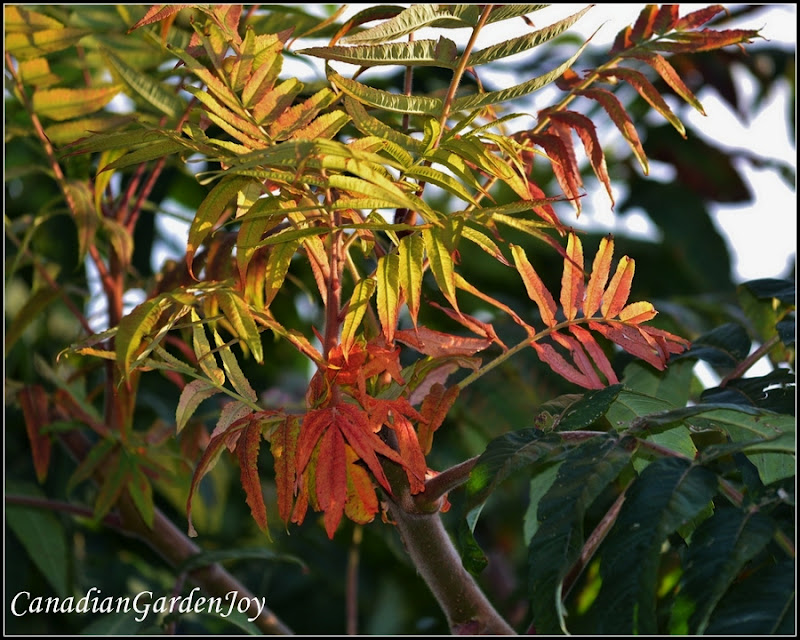 CanadianGardenJoy: Ode to my Stag Horn Sumac Tree