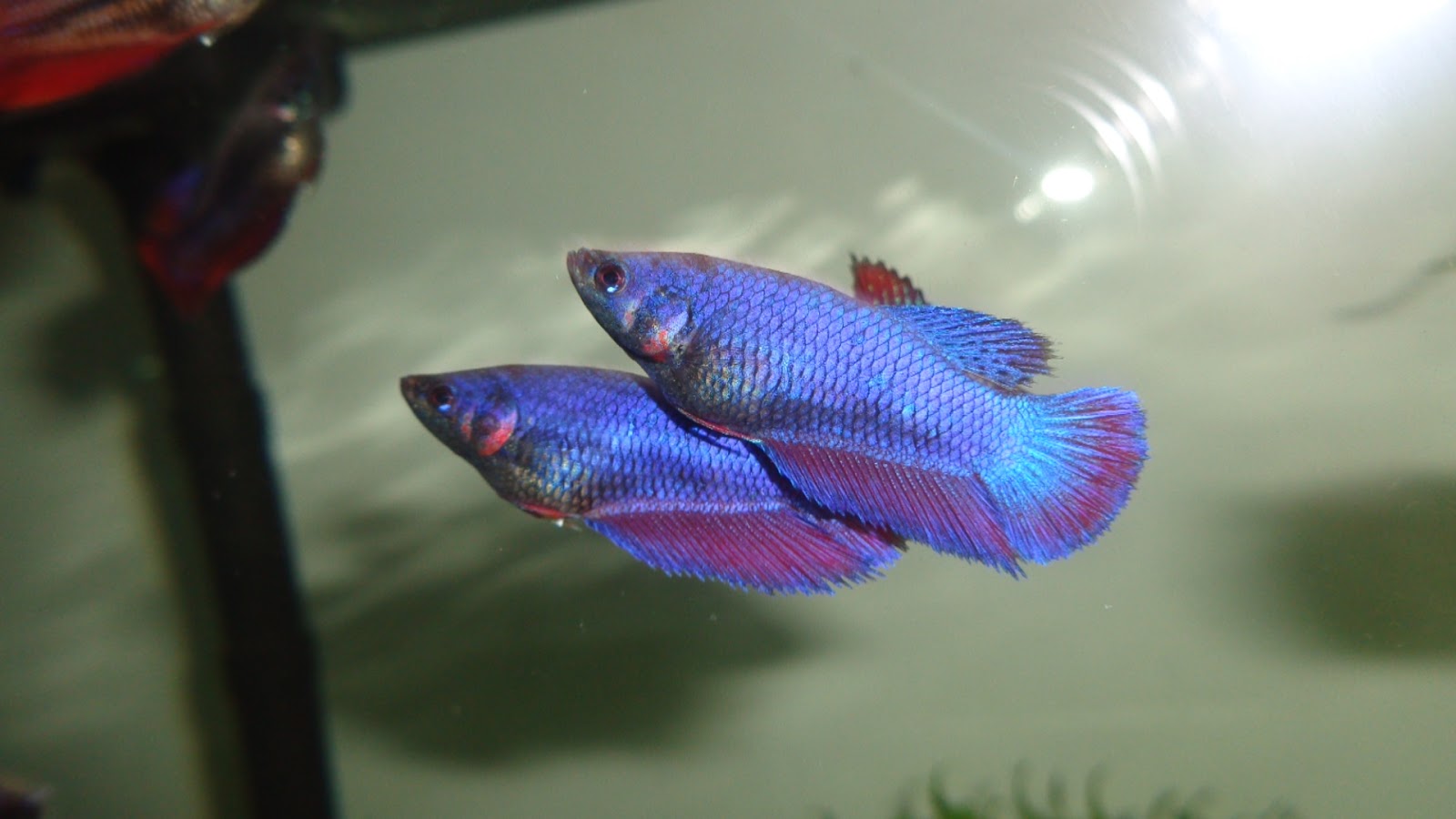 Vand pesti BETTA superdelta (poze individuale)