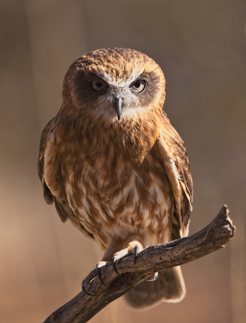 Adventures With Mel & Syd: Unusual Feeding Behavior by Norfolk Island ...