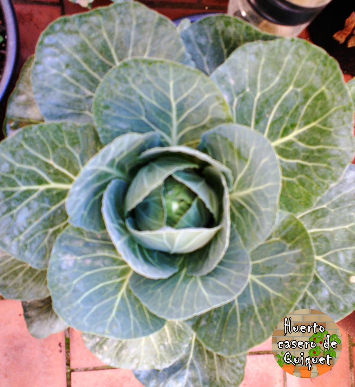 Huerto Casero de Quiquet: Repollo