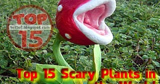 Top 15 Scary Plants in the World - TOP15LISTOF