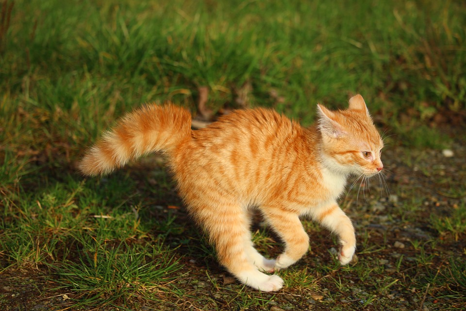 What You Need to Know About the Hyperactive Kitten