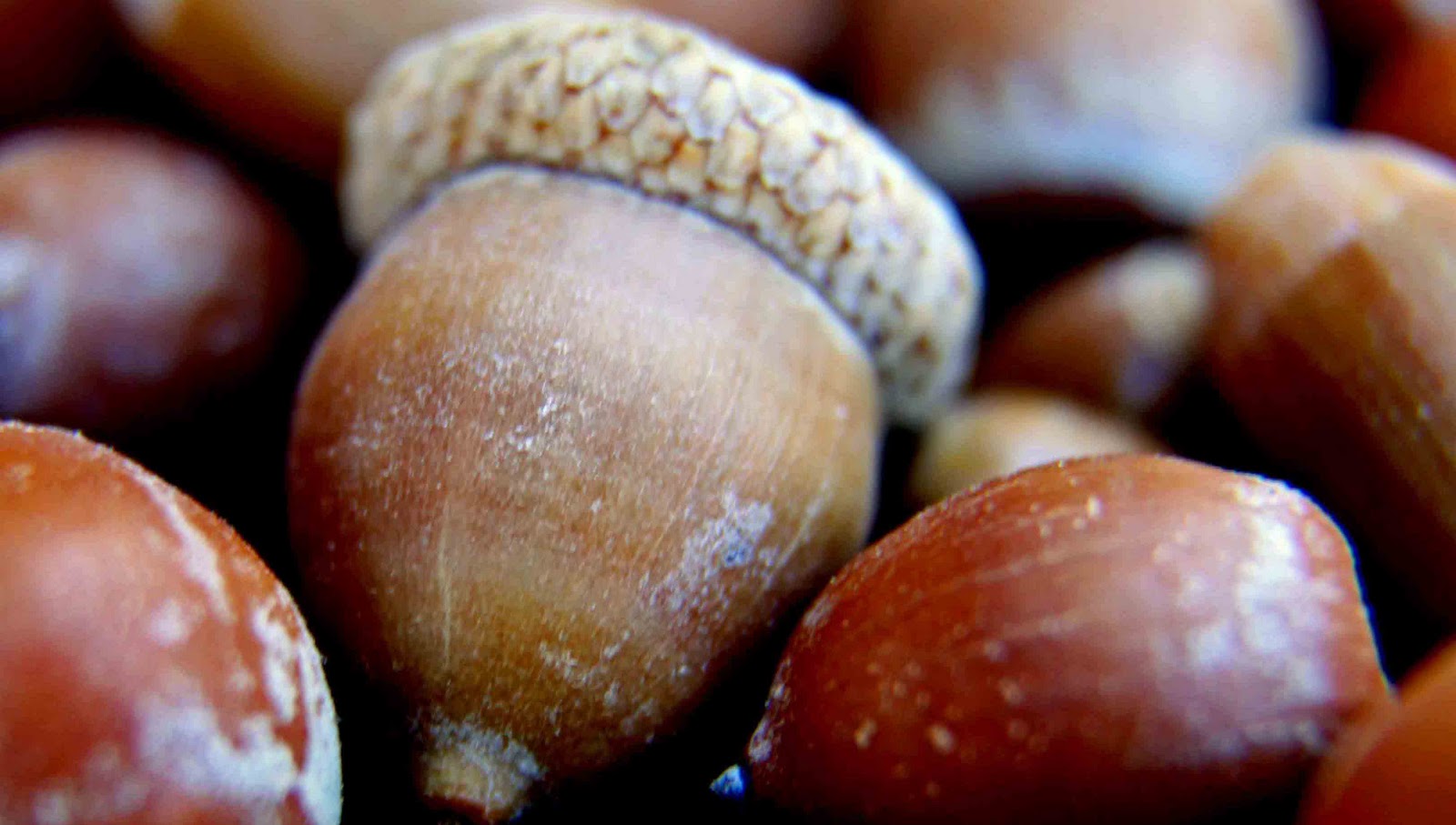 Wild Things in November - Acorn