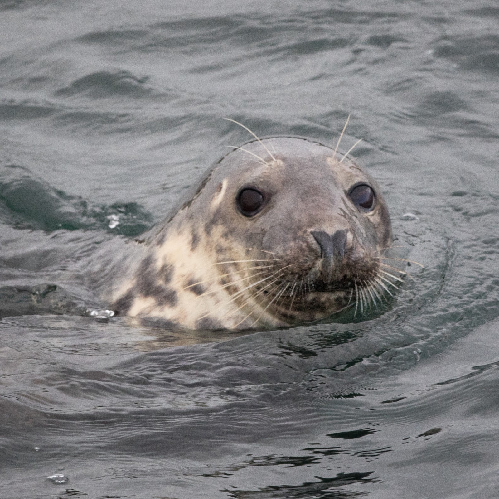 TrogTrogBlog: Inquisitive grey seals