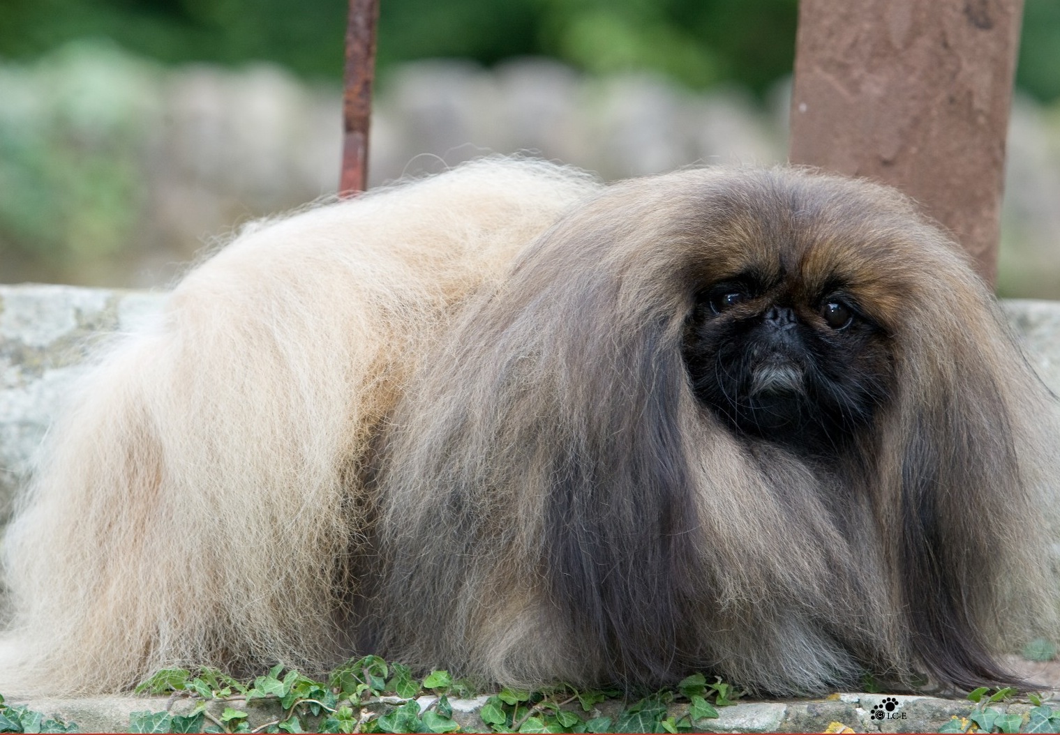 dog side stories: Pekingese (Πεκινουά)