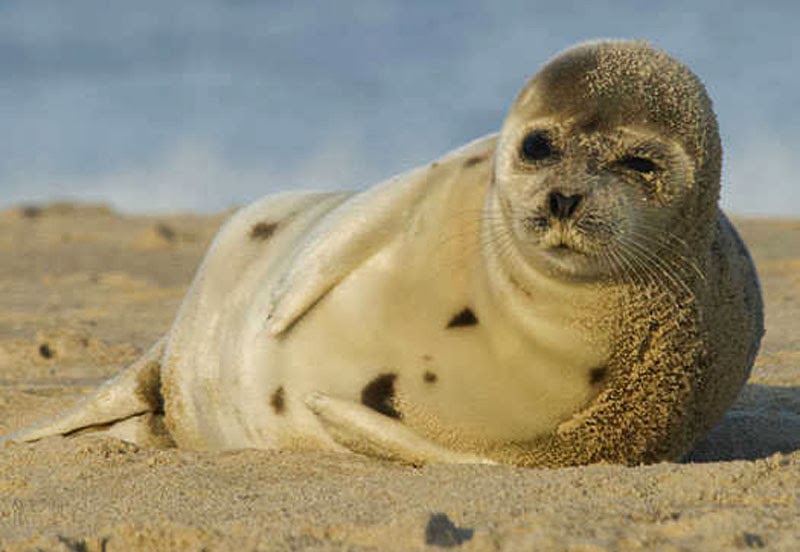 Descubre TU MUNDO: Descubre la belleza de la Foca Arpa (Harp Seal)