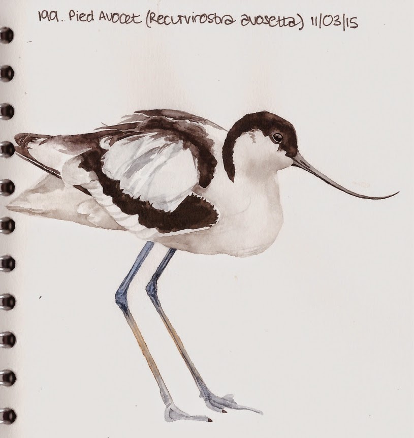 Learn.Draw.BIRD.: 199. Pied Avocet (Recurvirostra avosetta)