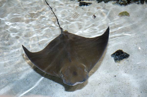 Diving in the Tropics: Cownose Rays