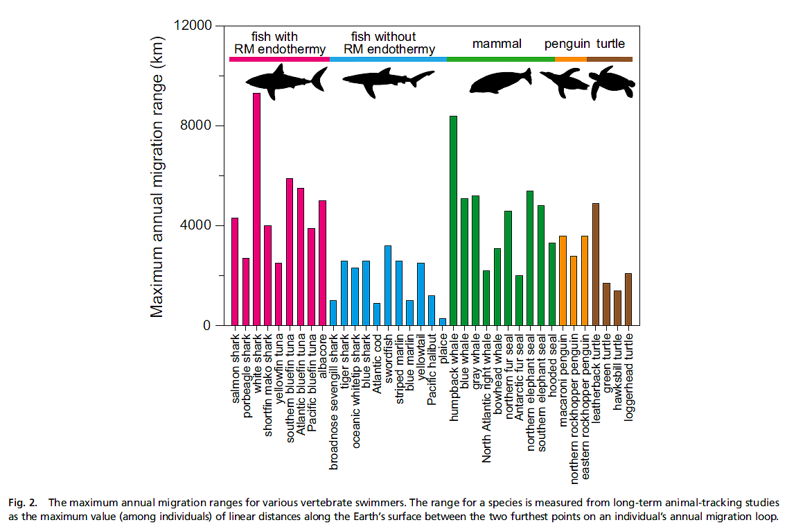 The Best Shark Dive in the World!: Endothermy and Performance - Paper!