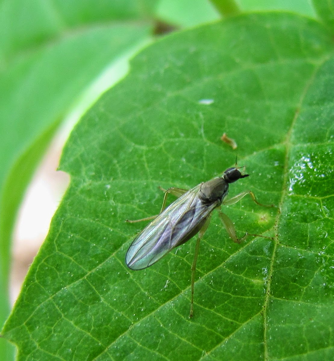 Bug Eric: Hybotid Dance Flies