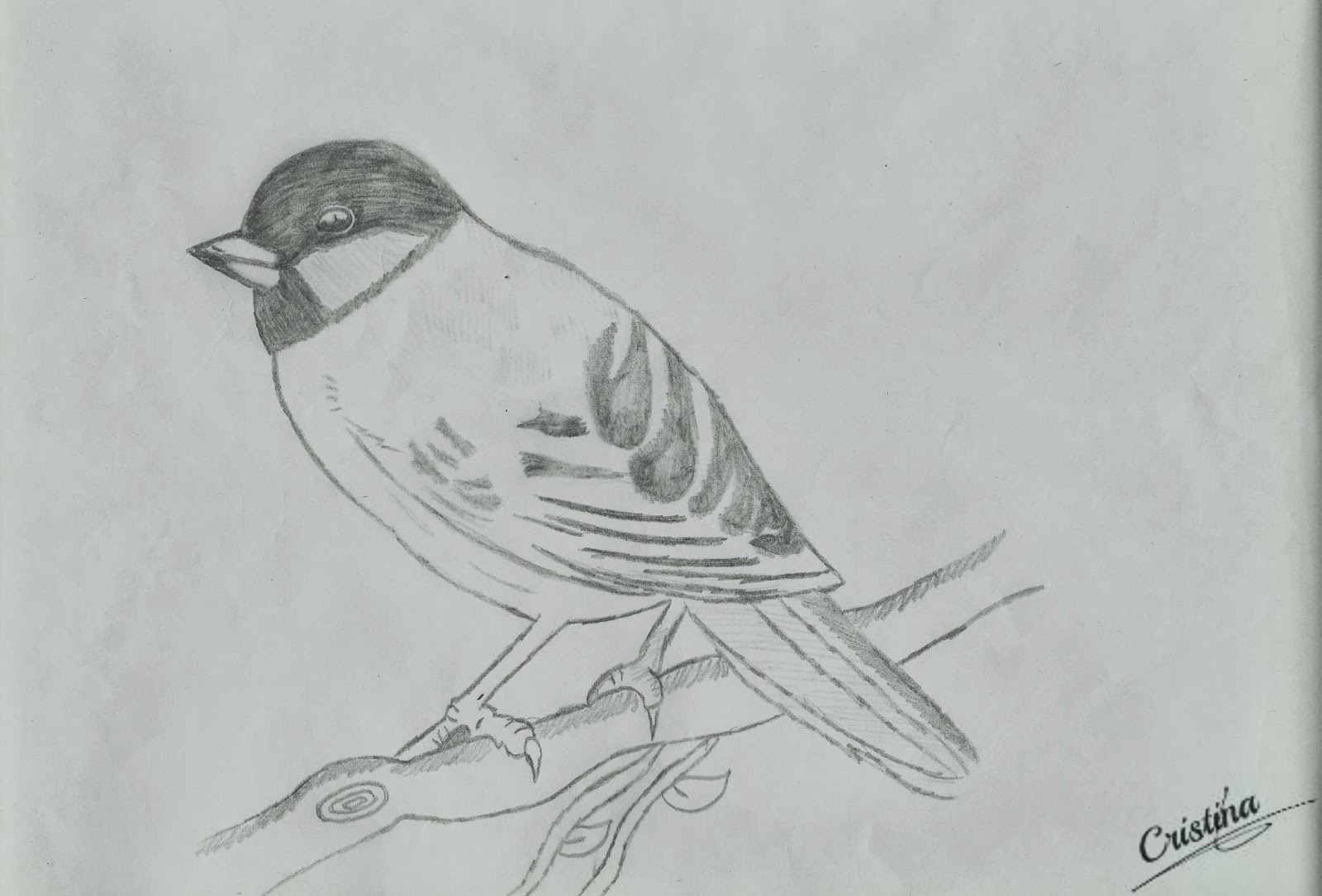 Imagenes de pajaros a lapiz - Imagui