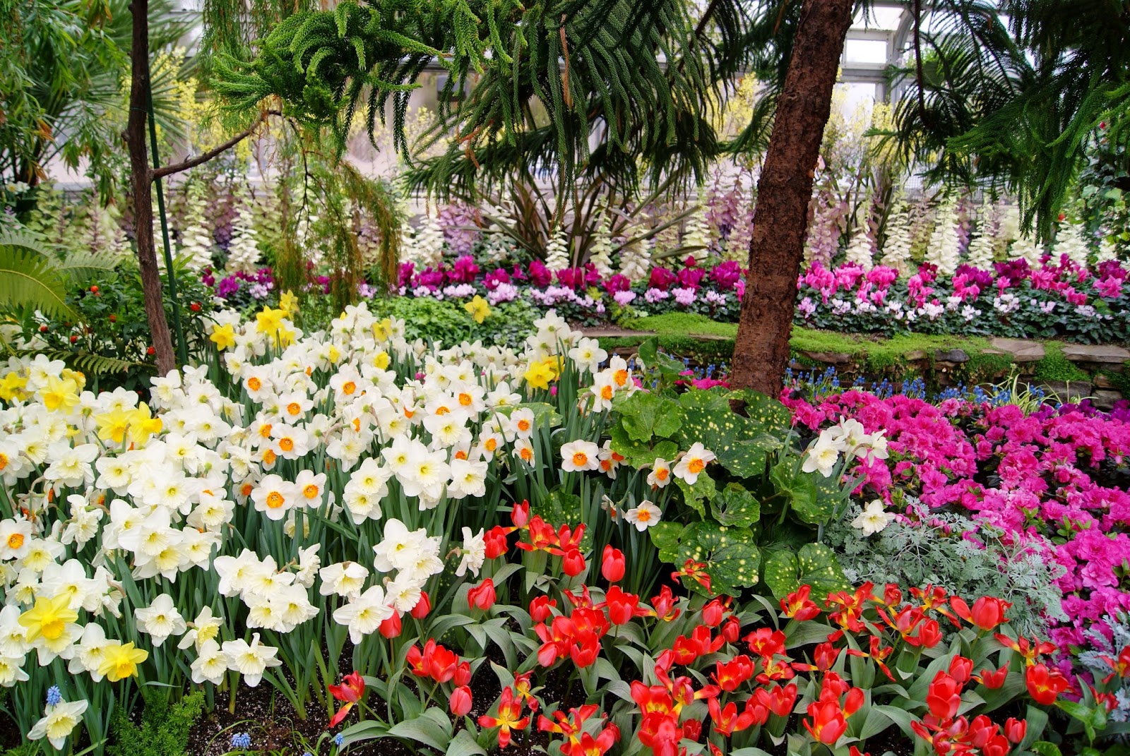 The Purple Scarf: Explore Toronto: Finding Magic in Allan Gardens!