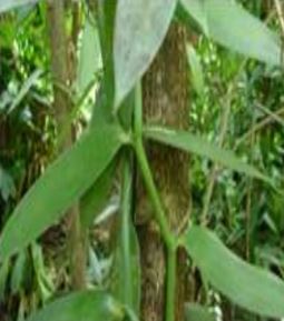 Jenis Jenis Akar Pada Tumbuhan dan Fungsinya - Jurnal