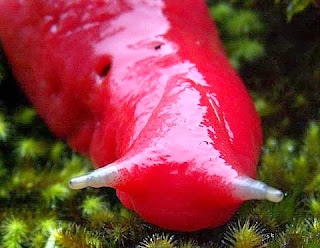 ShukerNature: BEHOLD - THE GIANT PINK SLUGS OF MOUNT KAPUTAR