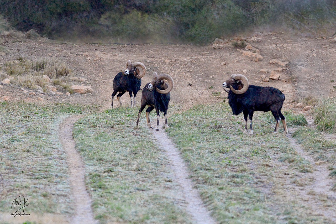 Fauna y FOTOS: Muflones a montones...
