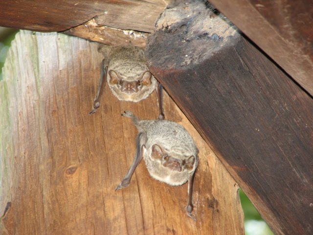 Kwa Mmatau Wildlife Reserve