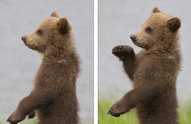 White Wolf : Baby Bear Performs a Spontaneous Dance Routine in Wild Sweden