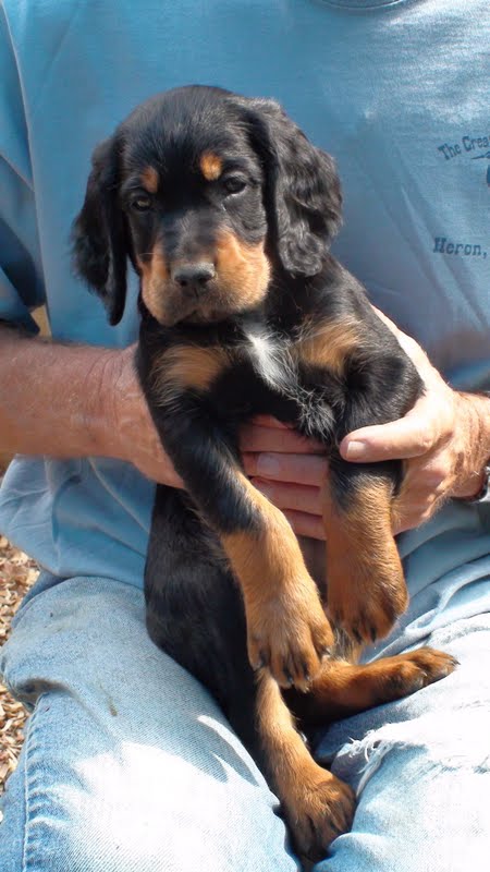 Gordon Setter Crossing: Gordon Setter Puppies 6 wks. 5 Days Old