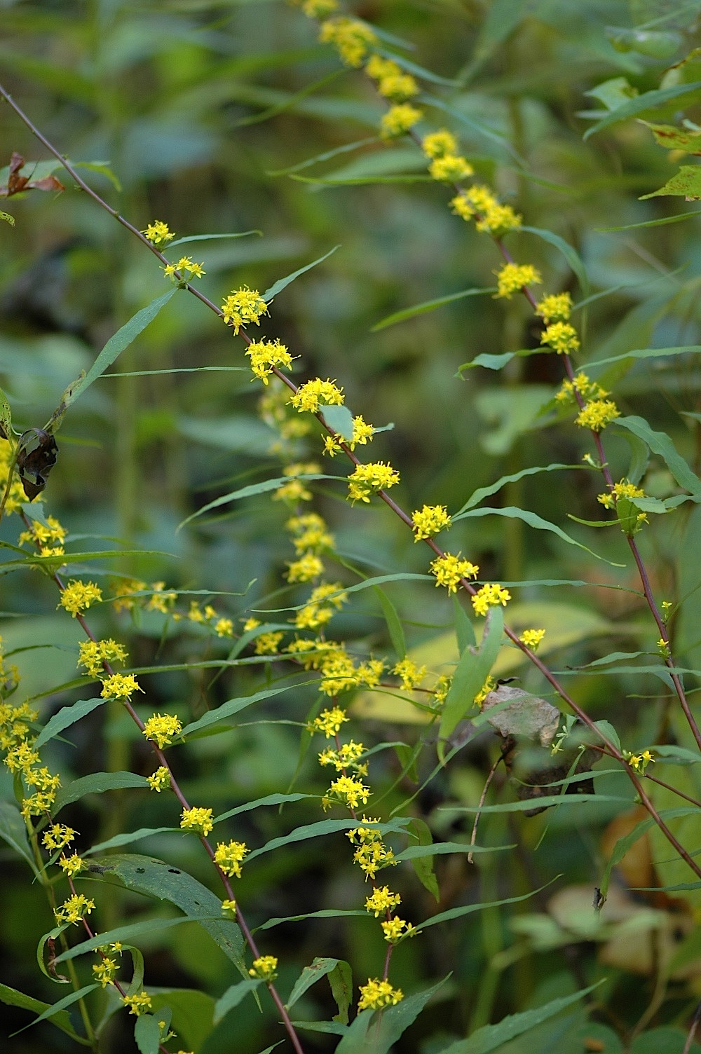 Field Biology in Southeastern Ohio: Some Ohio Goldenrods
