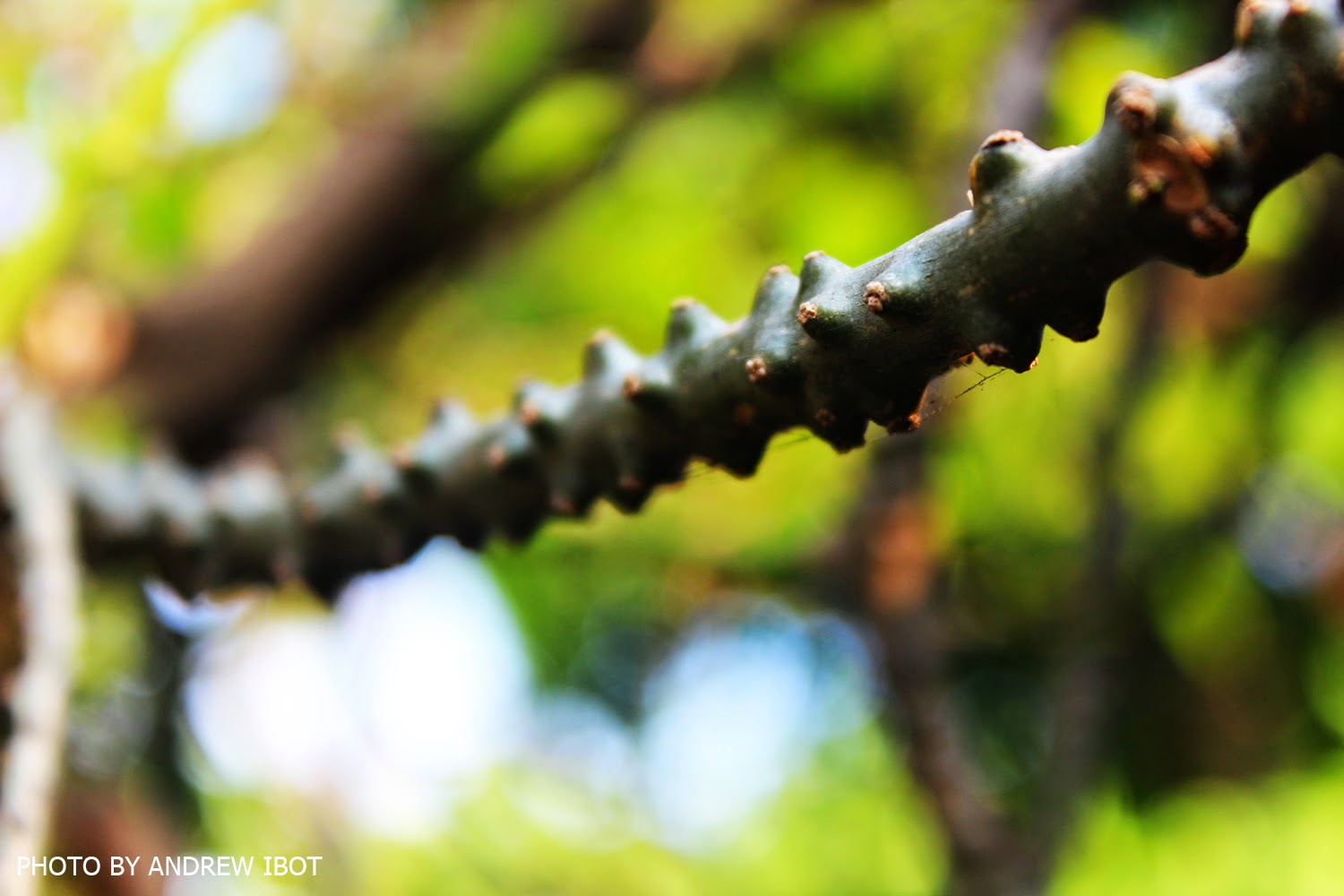 Ako si ANDREW IBOT!: Makabuhay (Tinospora rumphii Boerl)