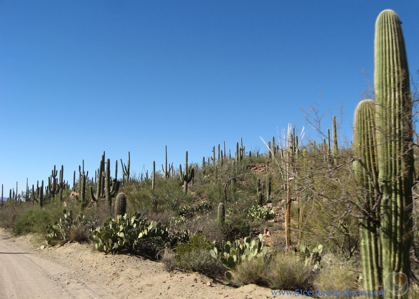51 Cent Adventures: Saguaro National Park - West (Tucson Mountain District)