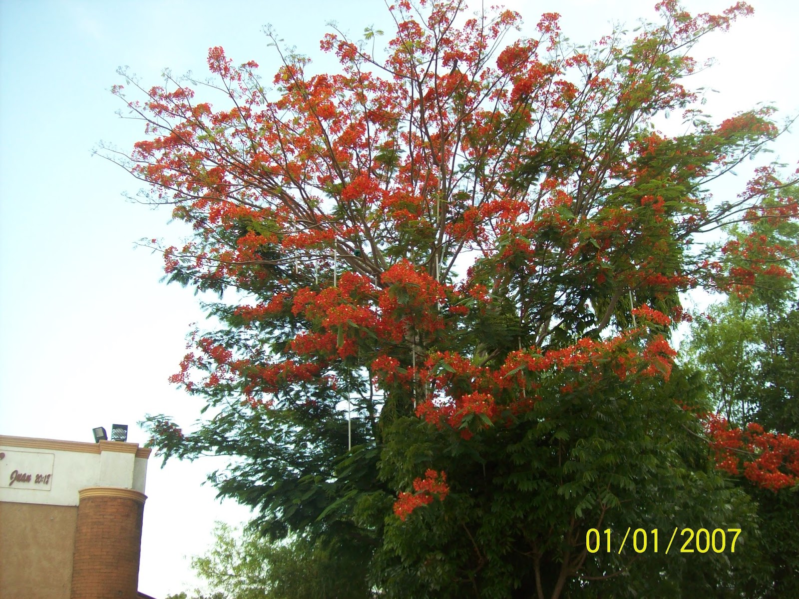 Sabbatical year in the Philippines: Fire tree