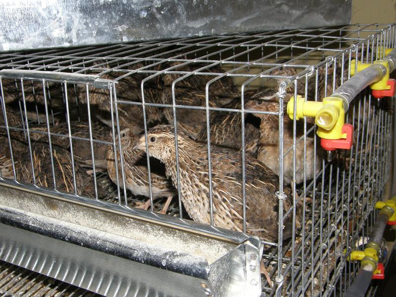 Ferma de prepelite Falticeni: Foto