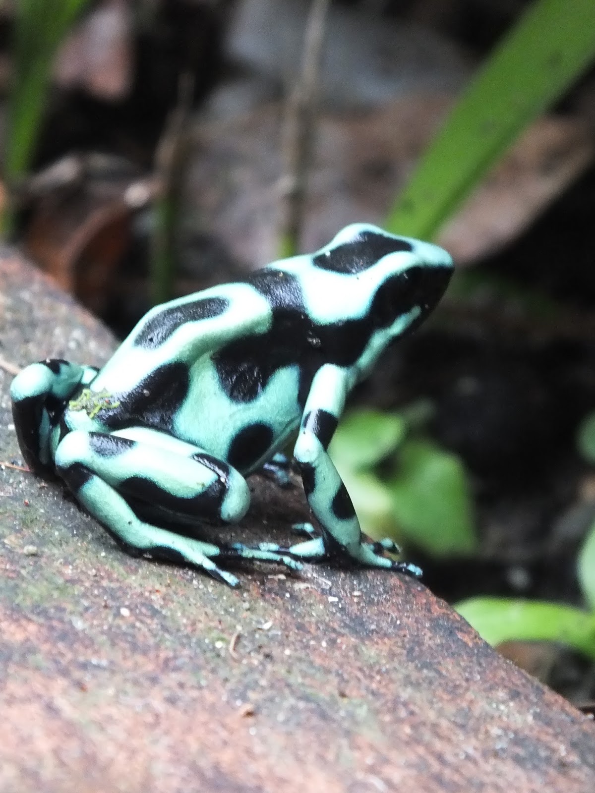 Julia Garner : Costa Rican frogs....