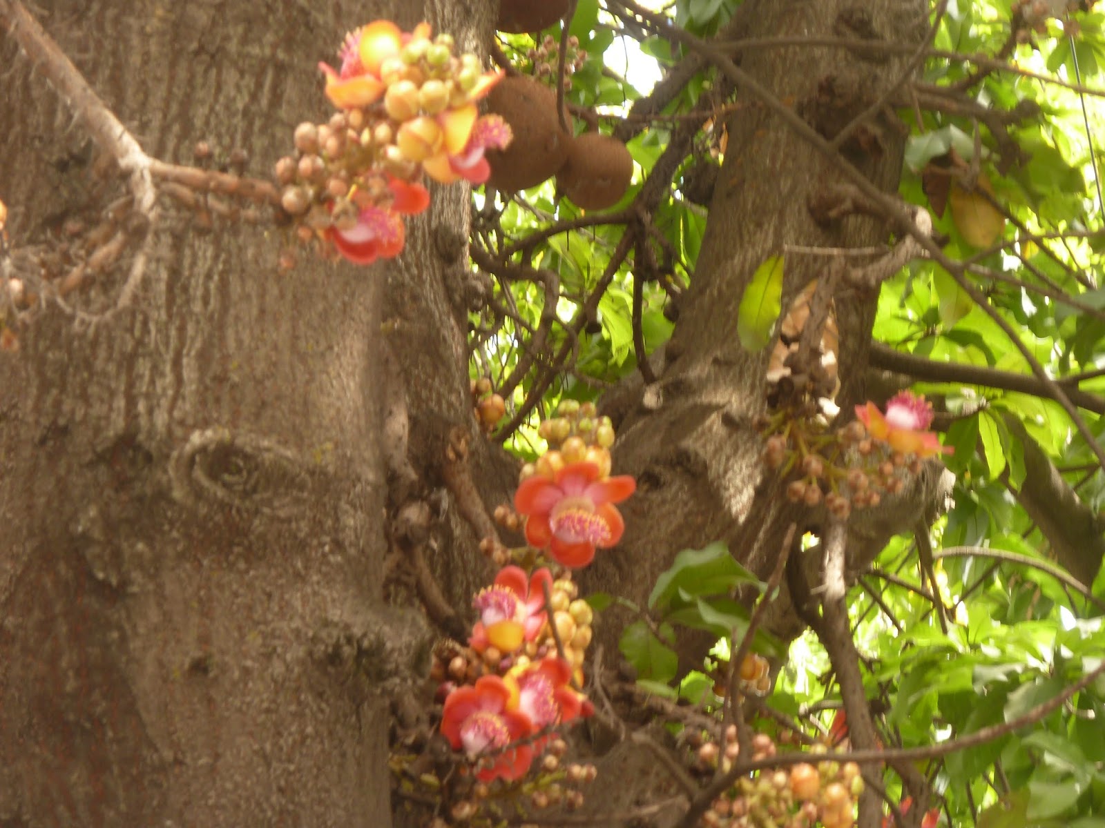 Cardigan Kannadiga in Canada: Lingada hoovu in Bangalore