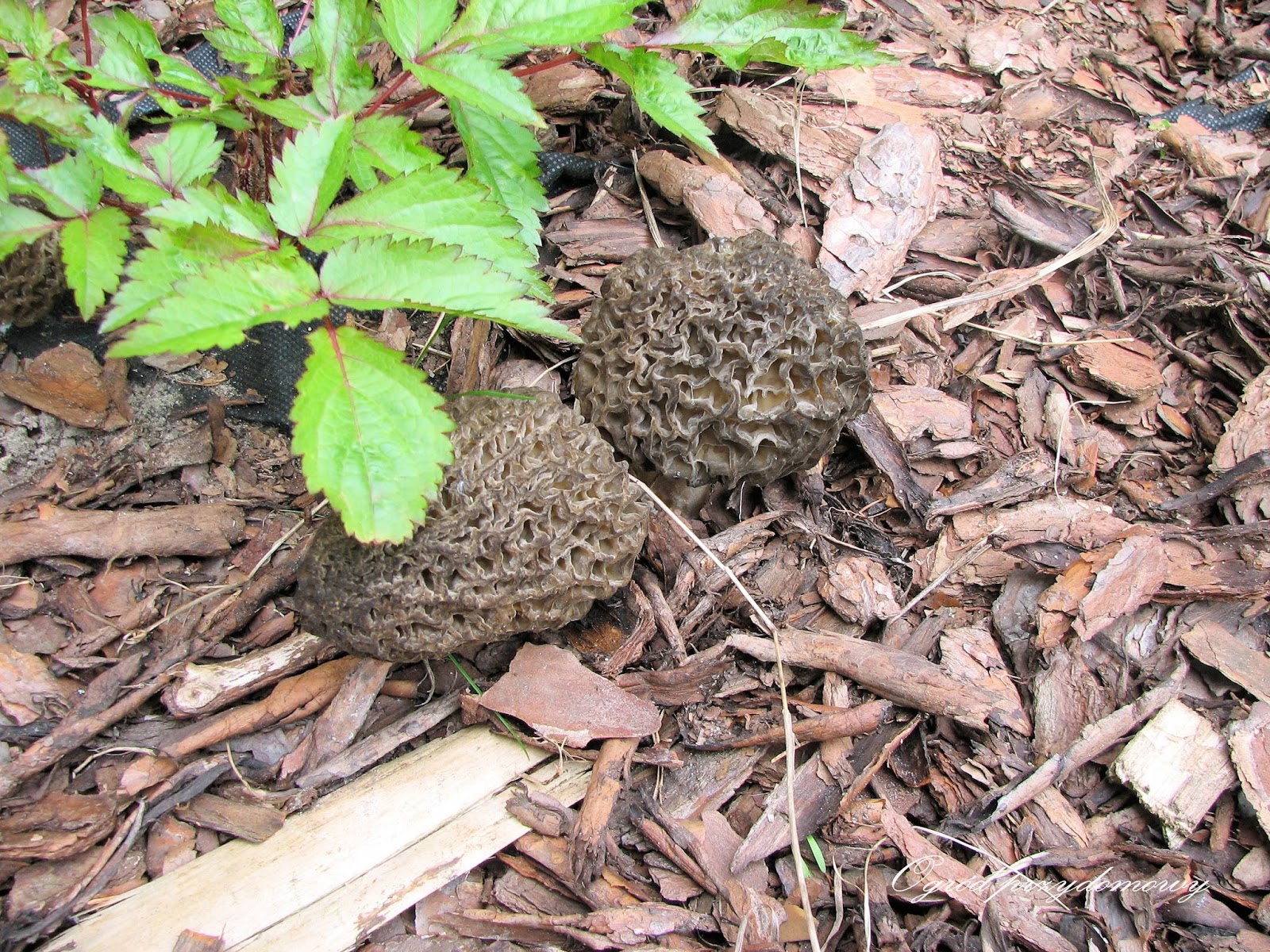 Grzyby smardze wysiały się na korze | Ogród przydomowy - blog ...