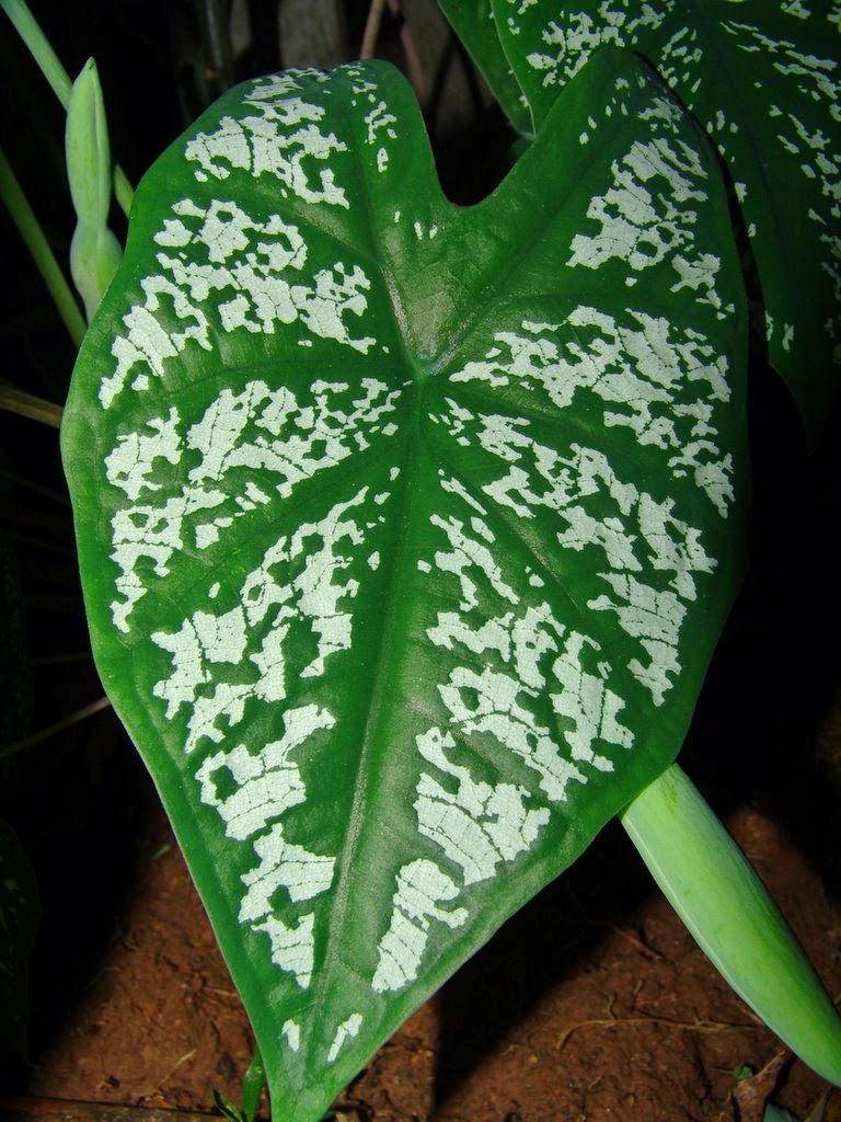 ATLÂNTIDA: A Lenda do Tamba-Tajá