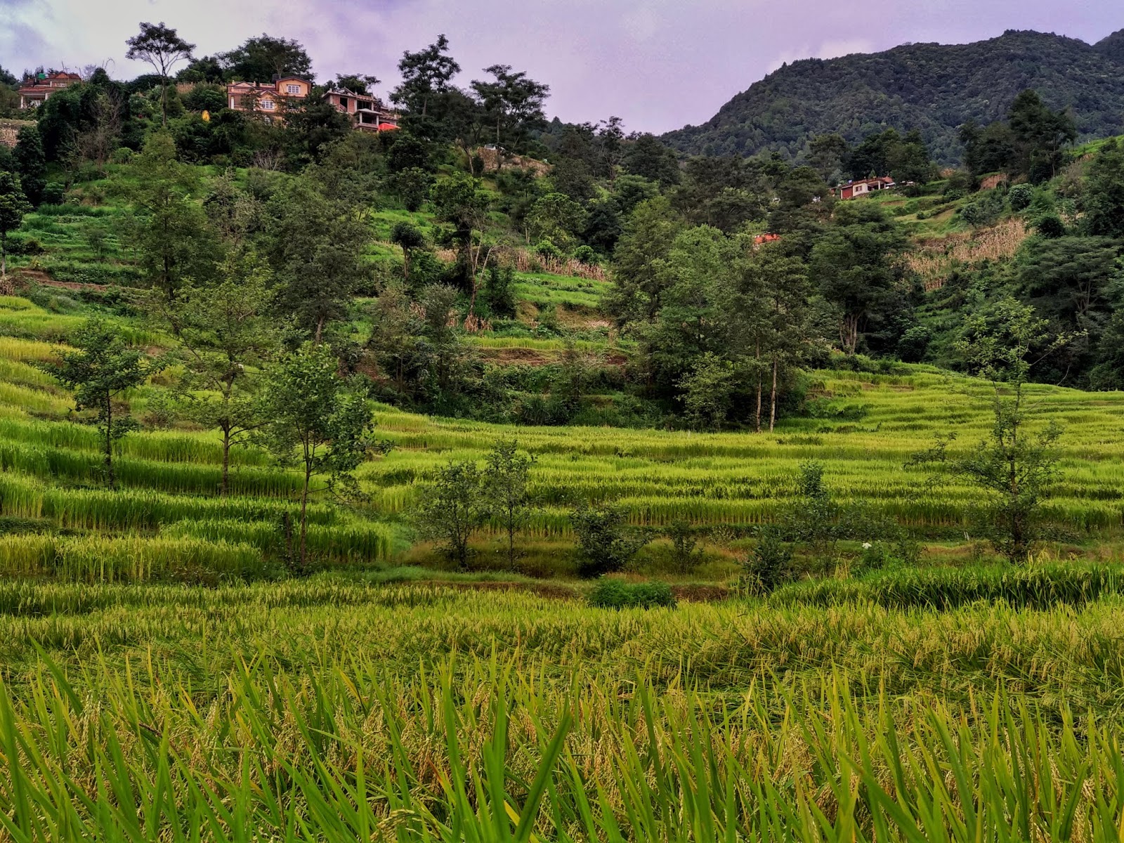 Short Hike To Jhor and Tokha