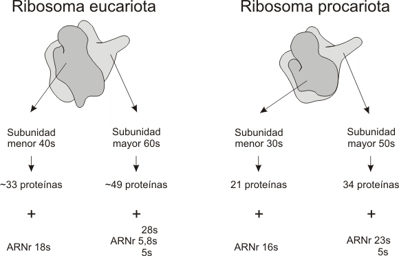 EL RINCÓN DE LA BIOLOGÍA : noviembre 2017